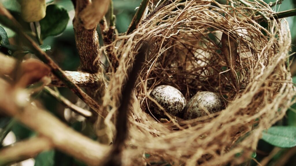 Nesting to Achieve Impact: Lessons for Family Funders from the Annie E ...